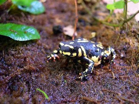 Bumble Bee Toad Facts And Pictures