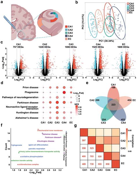 Transcriptomic Profiling Of Hippocampal Entorhinal System Subfields
