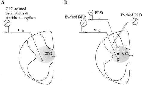 Schematic Representation Of Experimental Setup A Spontaneous