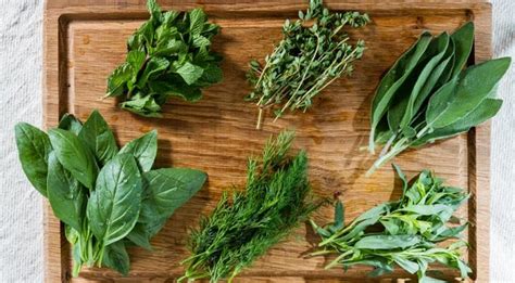 როგორ შევინარჩუნოთ მწვანილი უფრო დიდხანს 5 სასარგებლო რჩევა მისი