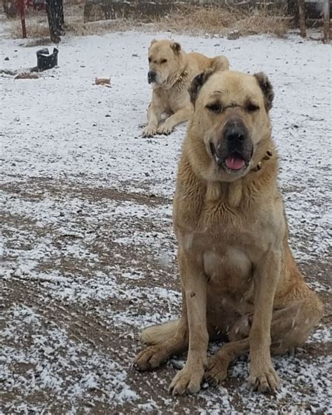 گمشدگان ایران این دوتا حیون گم شدن هرکی نشانی بده فریمان سگ