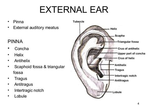 The Ear Auditory Pathway And Olfactory Pathway