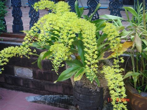 Grammatophyllum Scriptum Var Citrinum