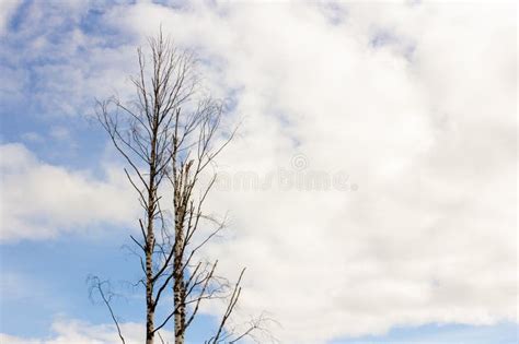 Naked Tree With No Leaves On Sky Background Stock Image Image Of Season Plant