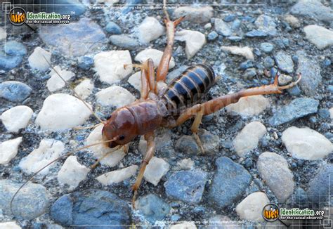 Dark Jerusalem Cricket