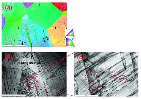 Ebsd Analysis Of The S 2400 Sample A Ipf Map B Image Quality Iq Download Scientific