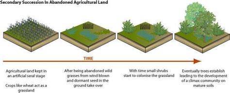 Secondary Succession Diagram
