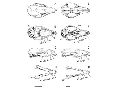Postweaning Ontogeny Of The Skull Of Didelphis Albiventris Fernando