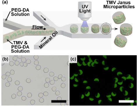Figure 3 From Microfluidic Fabrication Of Hydrogel Microparticles