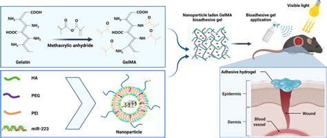 Schematic Representation Np Mir‐223‐loaded Gelatin Methacryloyl Download Scientific Diagram