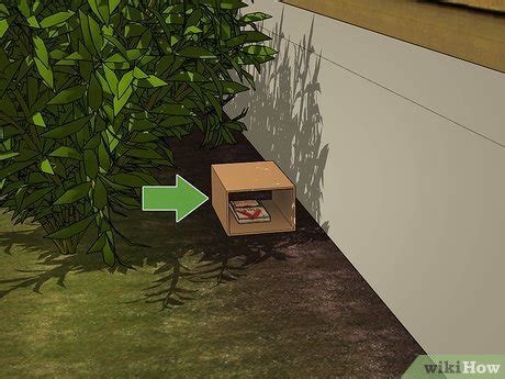 How To Trap Rats With Pictures WikiHow