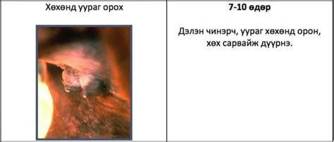 Гүү унагалах өдрийг таамаглах нь Морь уях арга эрдэм