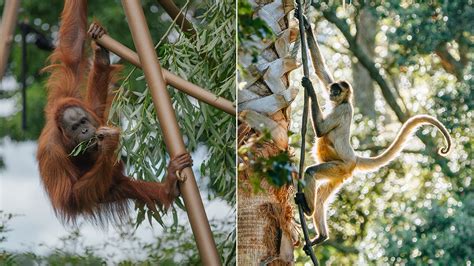 Types Of Apes With Pictures