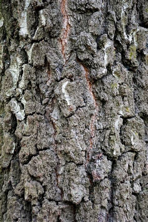 Bark Of Tree Tree Bark Background Nature Background Of Texture Tree