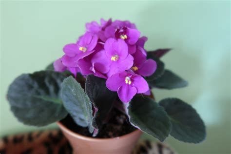 Не робіть так з фіалками 6 згубних помилок поливу Читайте на Ukr Net