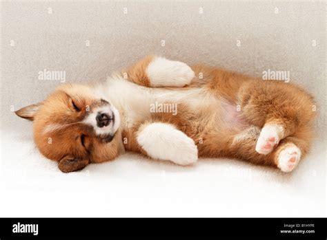 How Many Hours Do Corgis Sleep