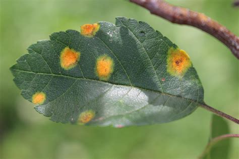 Apple Leaf Disease Object Detection Model V1 2025 06 26 4 21am By