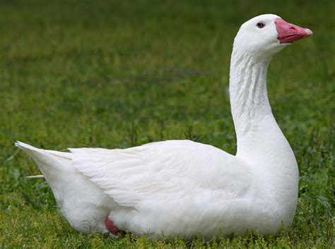 White Goose | San Diego Bird Spot