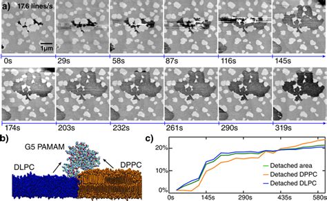 Detachment Of Supported Lipid Bilayer By Polycationic Dendrimers A Download Scientific