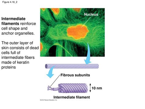 Chapter 4 A Tour Of The Cell Ppt Download