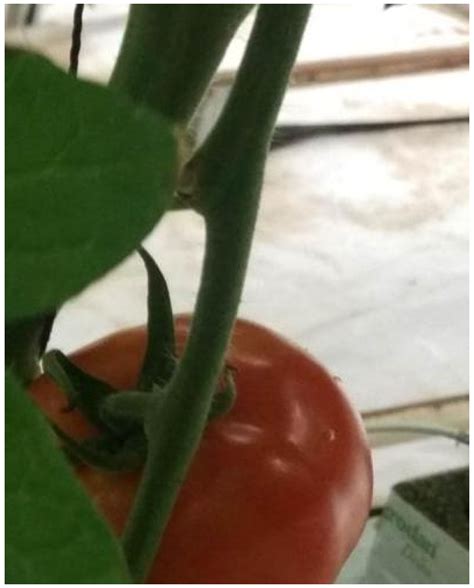 segmentation of leaves and fruits of tomato plants by color dominance