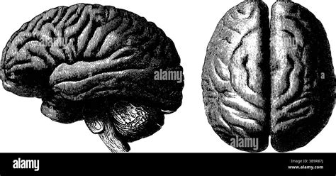 Detailed Engraved Illustration Set Of Anatomical Brain Structures For Educational Use Stock