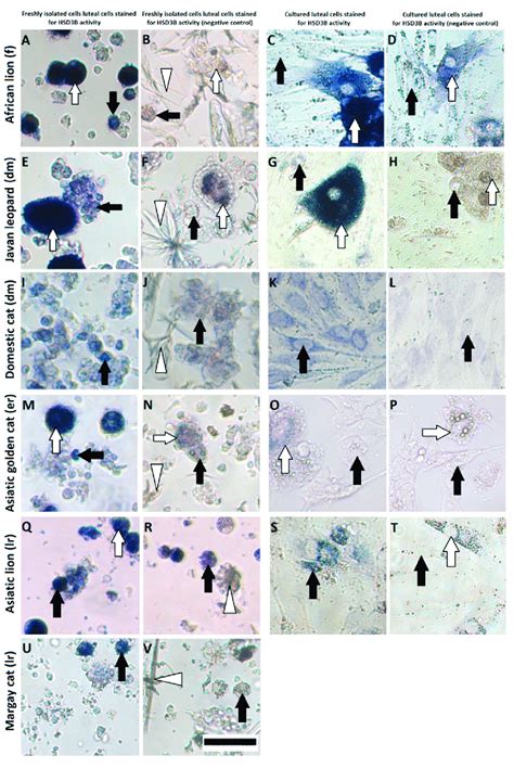 Freshly Isolated Cells Abefijmnqruv And Luteal Cells