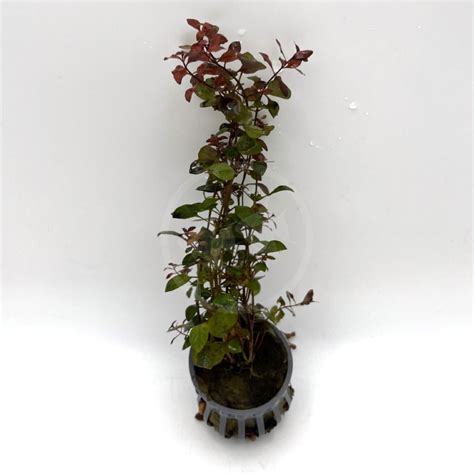 Ludwigia Super Red Mini Ludwigia Natans Super Red Aquatics Unlimited