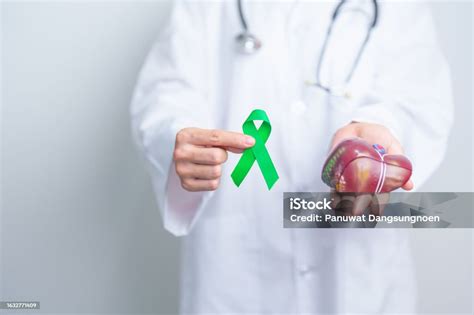 녹색 리본과 인간의 간 해부학 모델을 가진 의사 간암 10월 인식의 달 종양 황달 바이러스성 간염 간경변 실패 비대 간성 뇌병증 및 건강 개념 10월에 대한 스톡 사진 및
