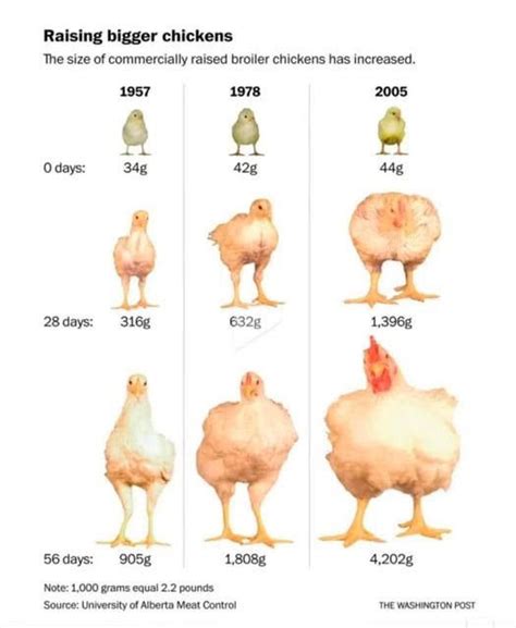Chickens Have Grown364 Over The Last 60 Years In The 1940s Chicken Was Expensive The Average