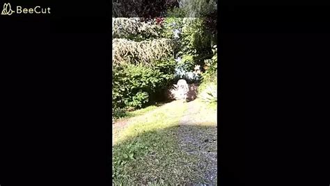 In Red Dress Xhamster