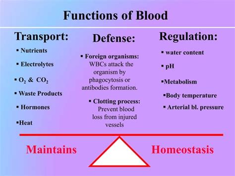 Composition And Functions Of Blood Pdf Free Download