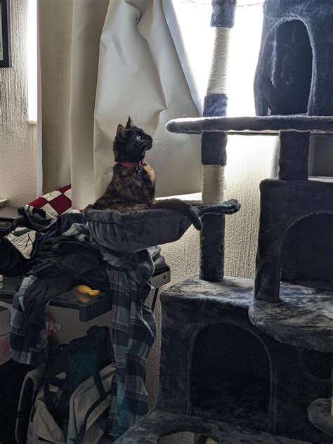 Diora Is A Big Fan Of The New Tree Rtorties