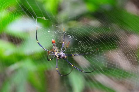 giant orb web spiders are having sex stock image image of rong