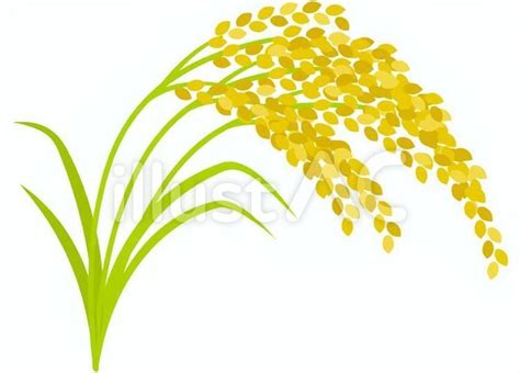 免费矢量 稲の束