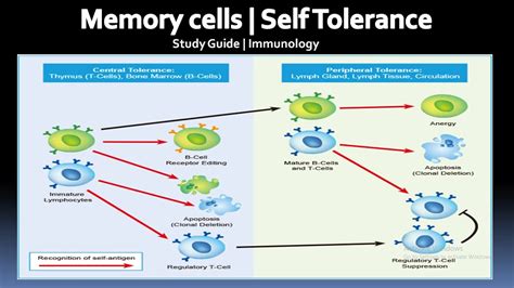 Memory Cells Self Tolerance Negative And Positive Selection