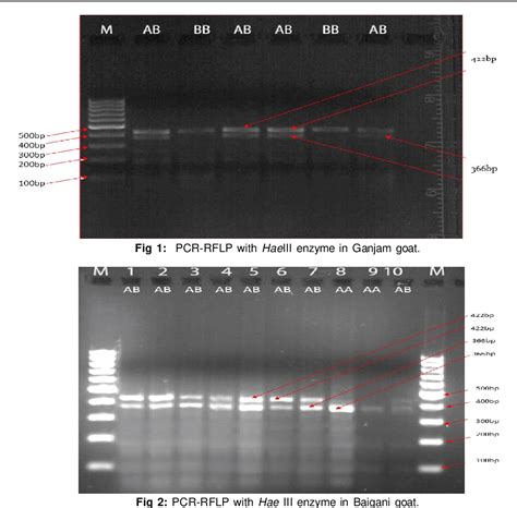Figure 1 From Pcr Rflp Polymorphism Of Growth Hormone Gene And Its