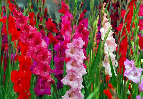 How And When To Plant Gladioli Bulbs And Other Care Tips