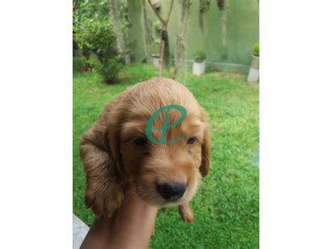 Cocker Spaniel Puppies Male And Femal Call 0774354164 Dogs