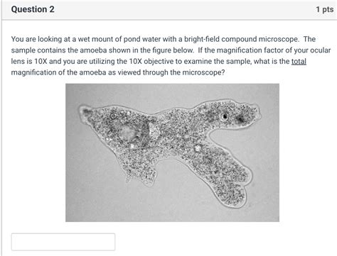 You Are Looking At A Wet Mount Of Pond Water With A