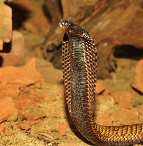300 King Cobra Pictures And Images In Hi Res Pixabay