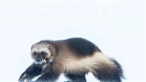 Message Concurrency Parallelism And Ordering With Wolverine