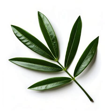 Premium Photo Isolated Oleander Leaf With Narrow Lance Shaped Leaf