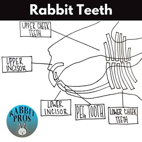 The Definitive Rabbit Teeth Guide