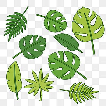 樹葉素材PNG透明背景圖和向量圖素材免费下载 Pngtree