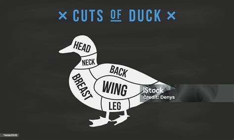 고기의 상처 오리 컷 정육점의 가이드 다이어그램 정육점 고기 가게 식료품 점 레스토랑을위한 빈티지 포스터 벡터 일러스트레이션