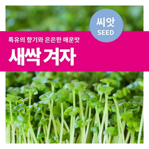 새싹 겨자 씨앗 g g 티몬