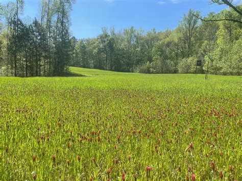 Subspecies Highlight Eastern Meleagris Gallopavo Silvestris Wild Turkey Lab