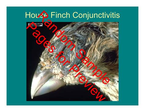 Bacteria Mycoplasma Gallisepticum Previewpdf