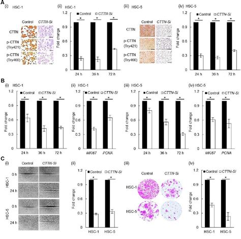 Figure 3 From The Pathogenic Effect Of Cortactin Tyrosine Phosphorylation In Cutaneous Squamous